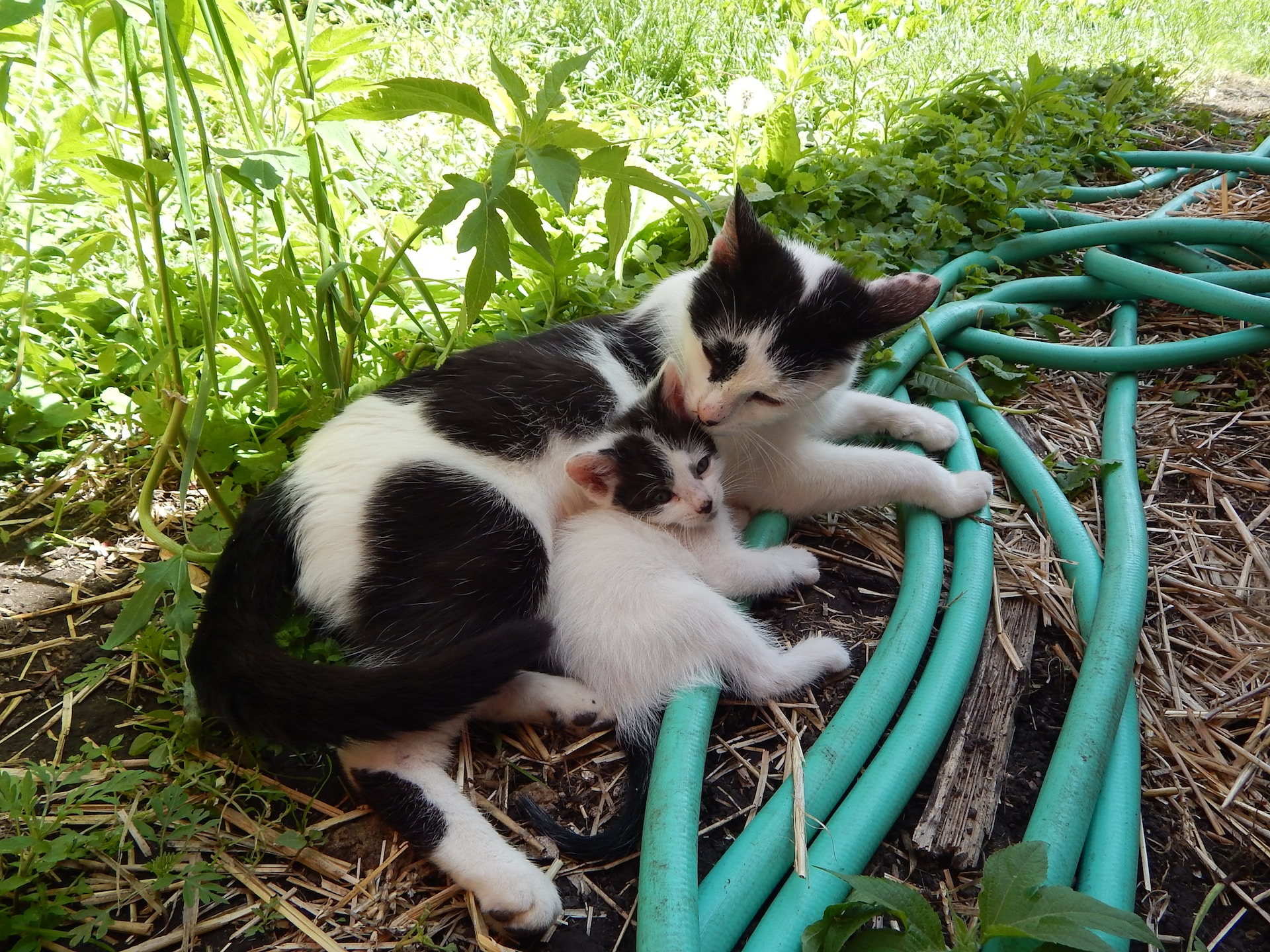 Preventing Overpopulation and Saving Lives - McCracken Kitty Kat Rescue